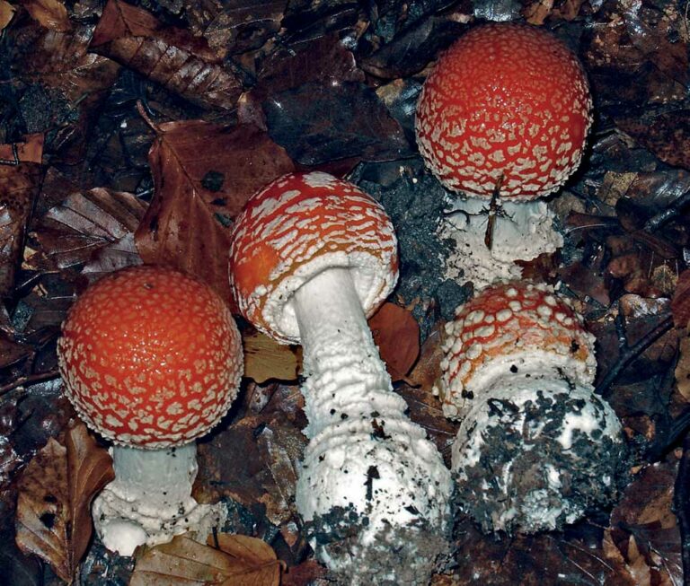 Amanita muscaria, il fungo delle fiabe